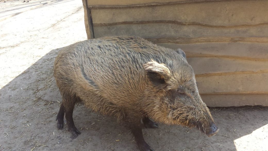 Puffel und Paffel - Ein Besuch im Bergbau-Museum Bochum (Teil 3 ...
